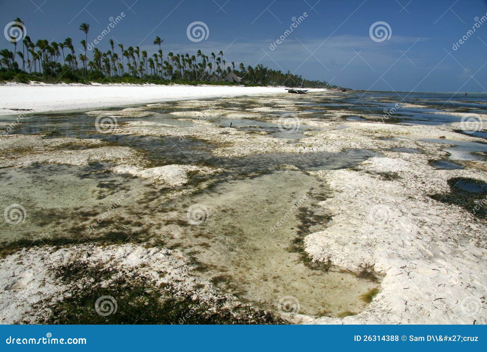 Matemwe Beach, Zanzibar stock photo. Image of resort - 26314388