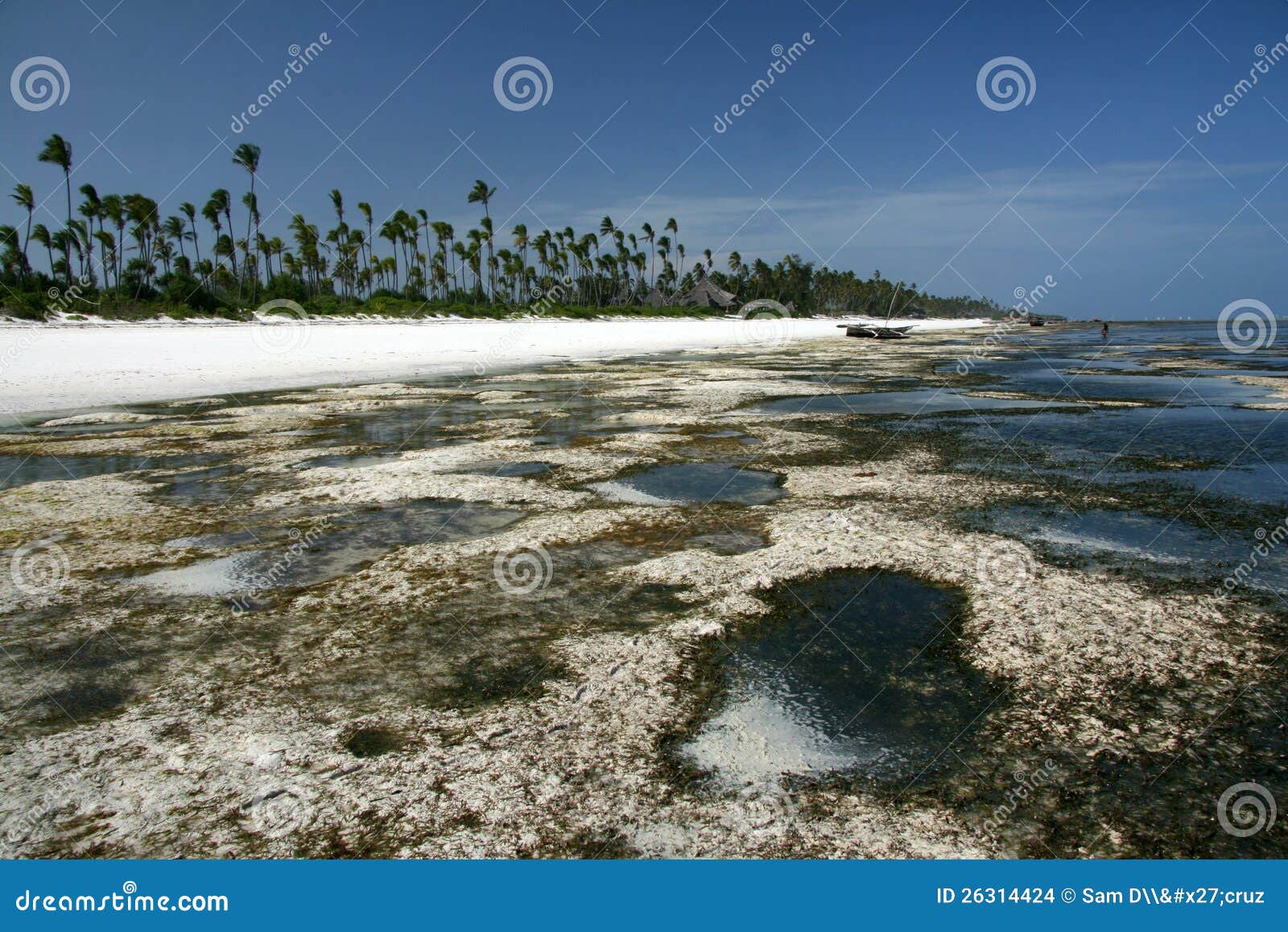 Matemwe Beach, Zanzibar stock photo. Image of tanzania - 26314424