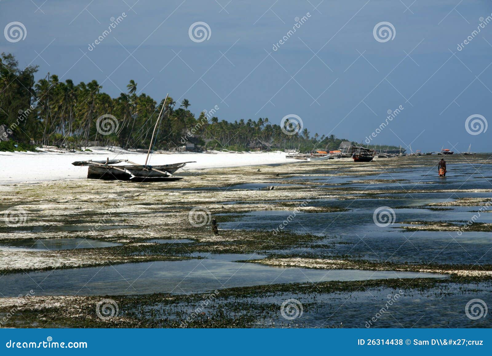 Matemwe Beach, Zanzibar stock photo. Image of ocean, palm - 26314438