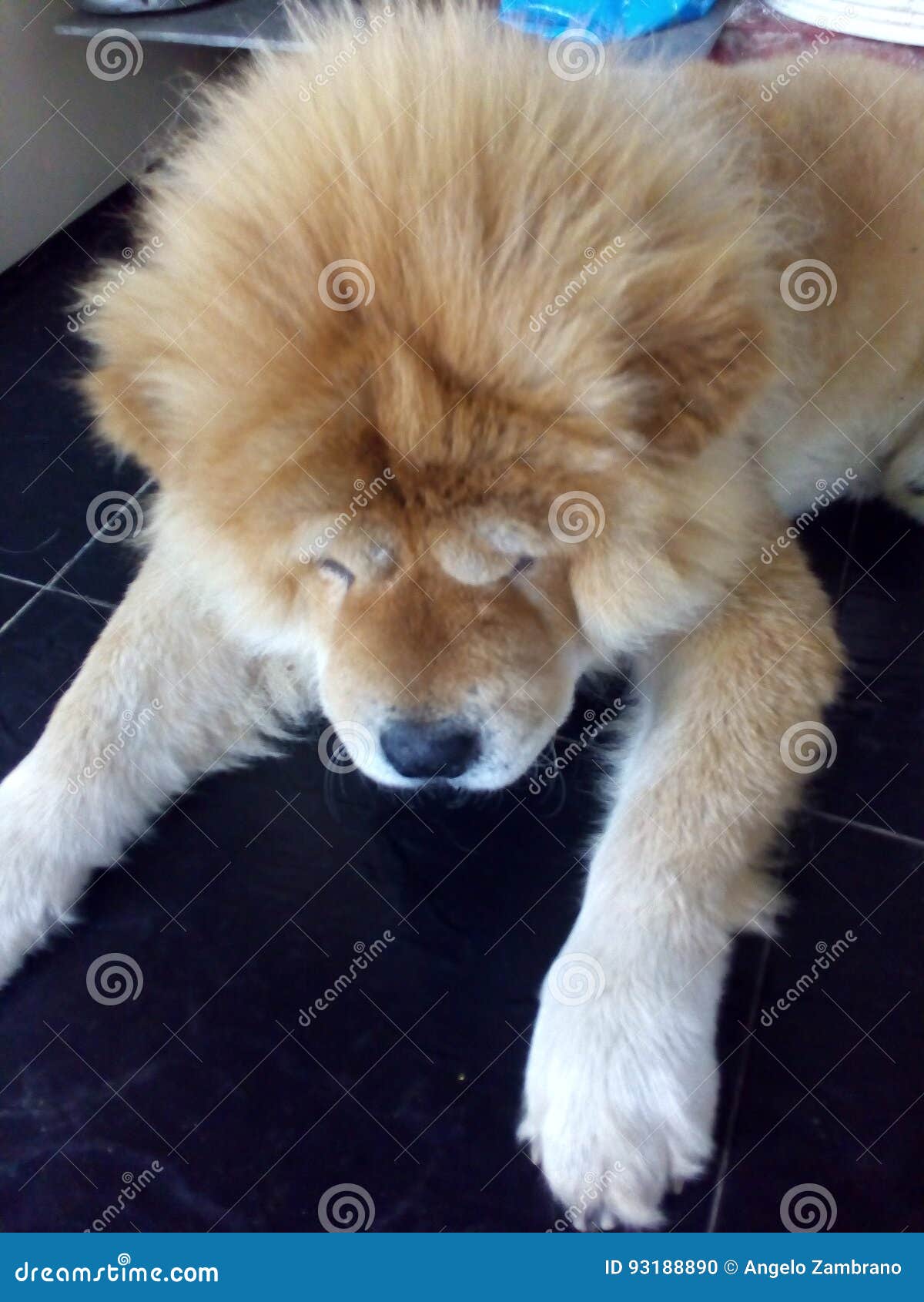 Mateo stock photo. Image of mateo, animal, yellow - 93188890