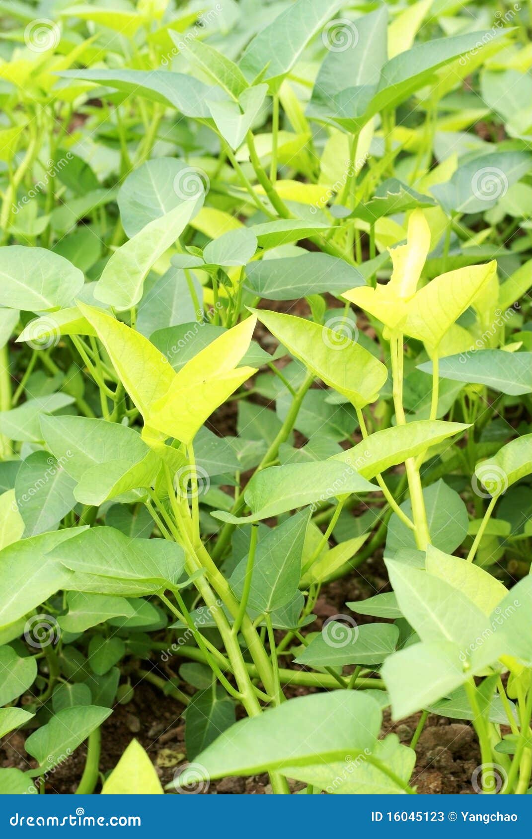Mater convolvulus stock image. Image of green, vegetables - 16045123