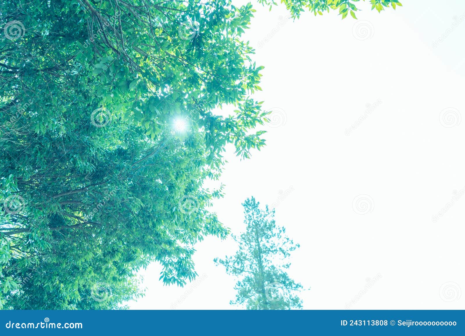 Material of Beautiful Trees in Spring and Early Summer Stock Photo ...