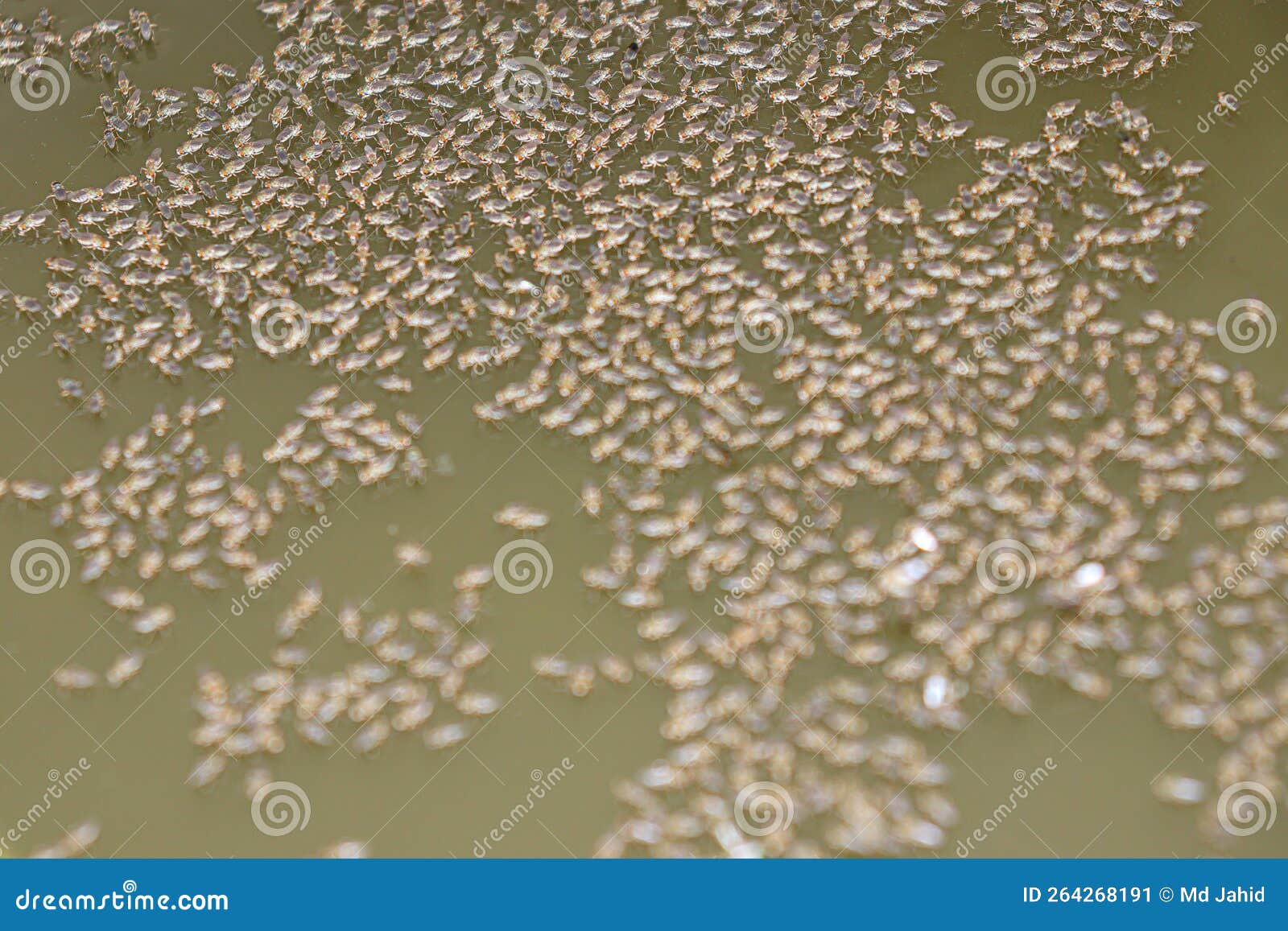 Material De Mosquitos En Agua Sucia Imagen de archivo - Imagen de ...