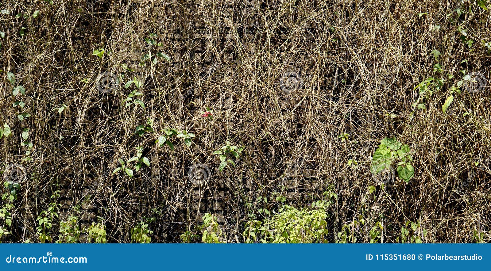 Material dry green wall stock photo. Image of wallpaper - 115351680