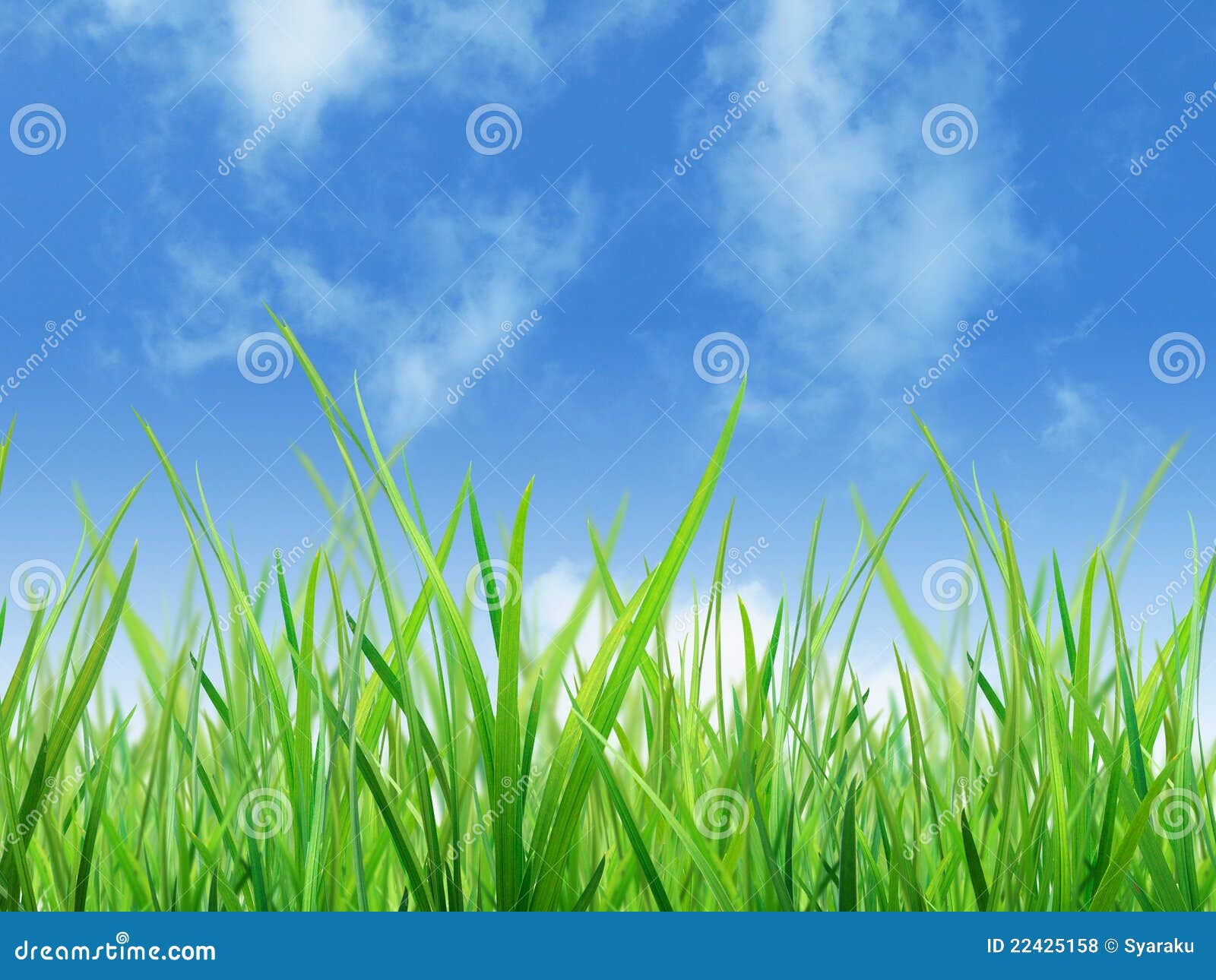 Material of grass stock photo. Image of ground, young - 22425158