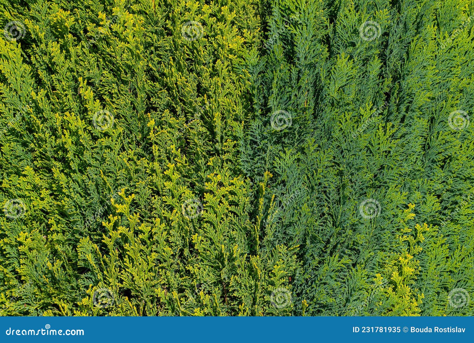 Material Green Fir Hedge, Hedge Area, Green Detailed Texture Stock ...