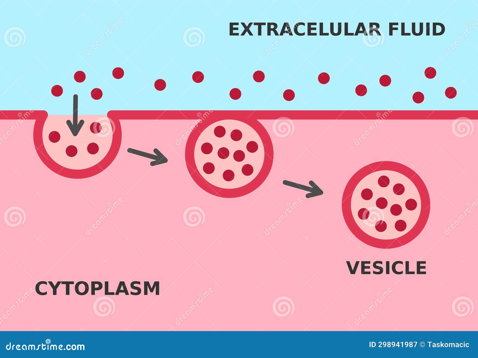 The Mechanism Of Nutrient Absorption Through Skin Layer With Color And ...