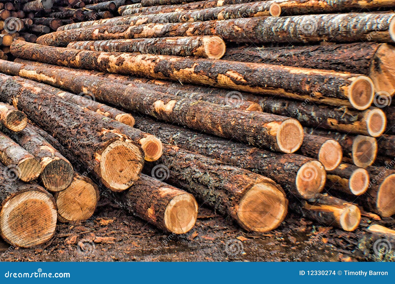 Materias primas foto de archivo. Imagen de crecimiento - 12330274