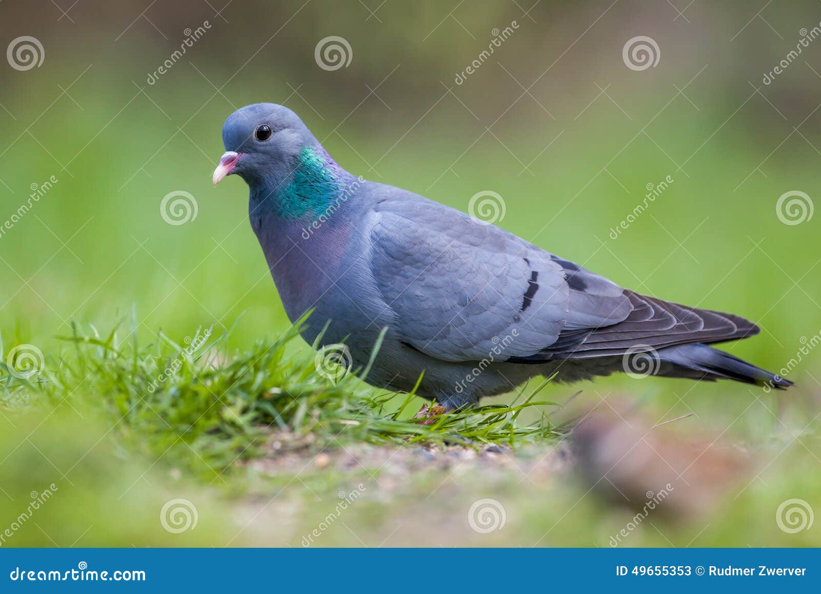 Skogsduva Stock Photos - Free & Royalty-Free Stock Foton från Dreamstime