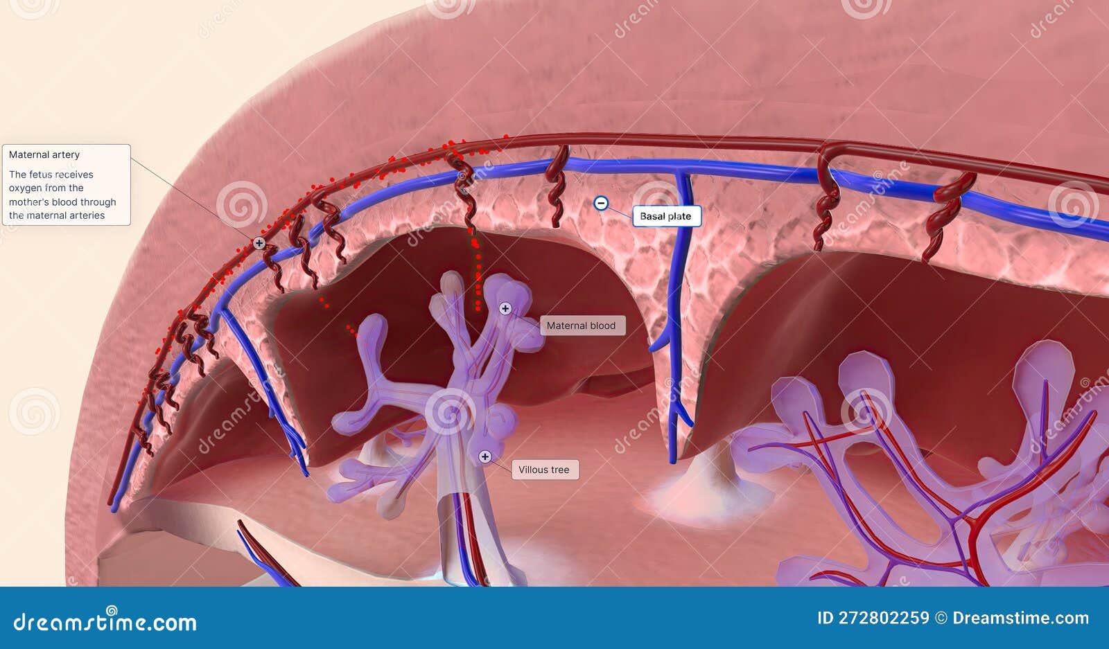 Placenta Maternal Surface And Fetal Surface. Biology Of The Human ...