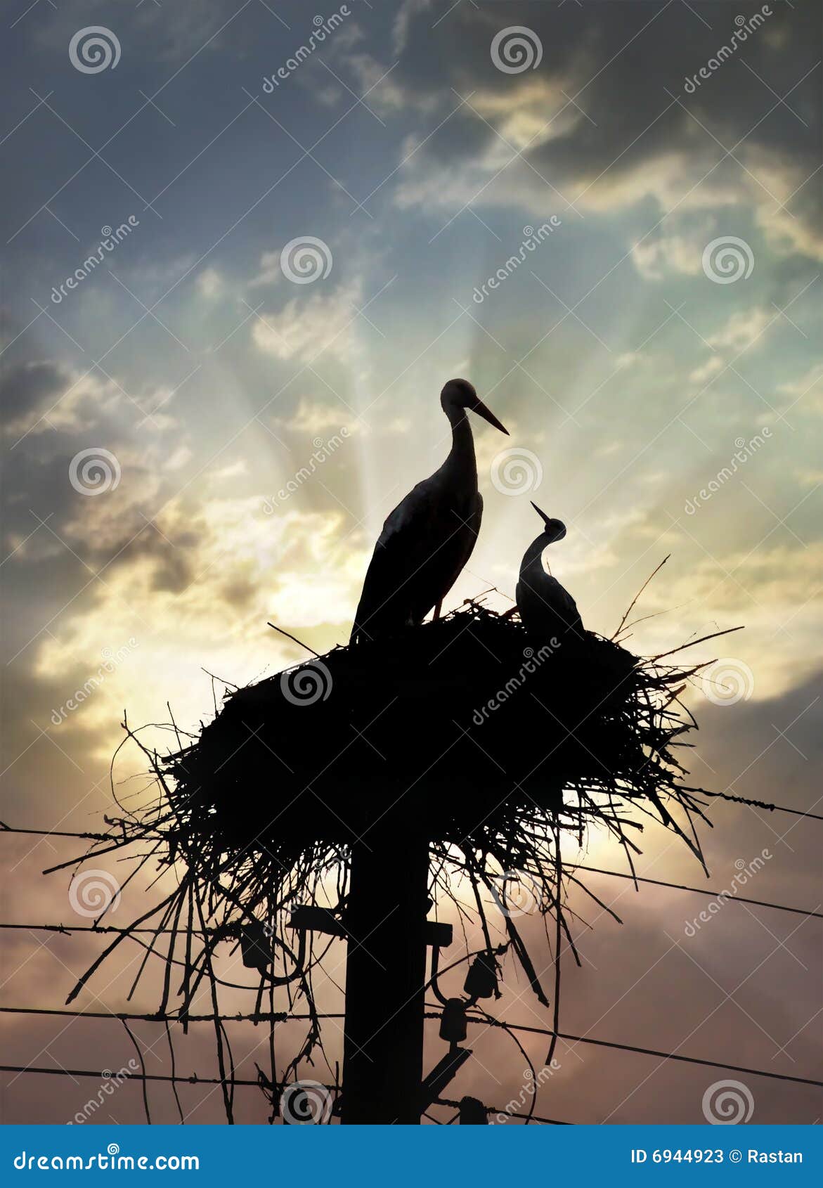 Maternity stock image. Image of bird, nestling, fauna - 6944923