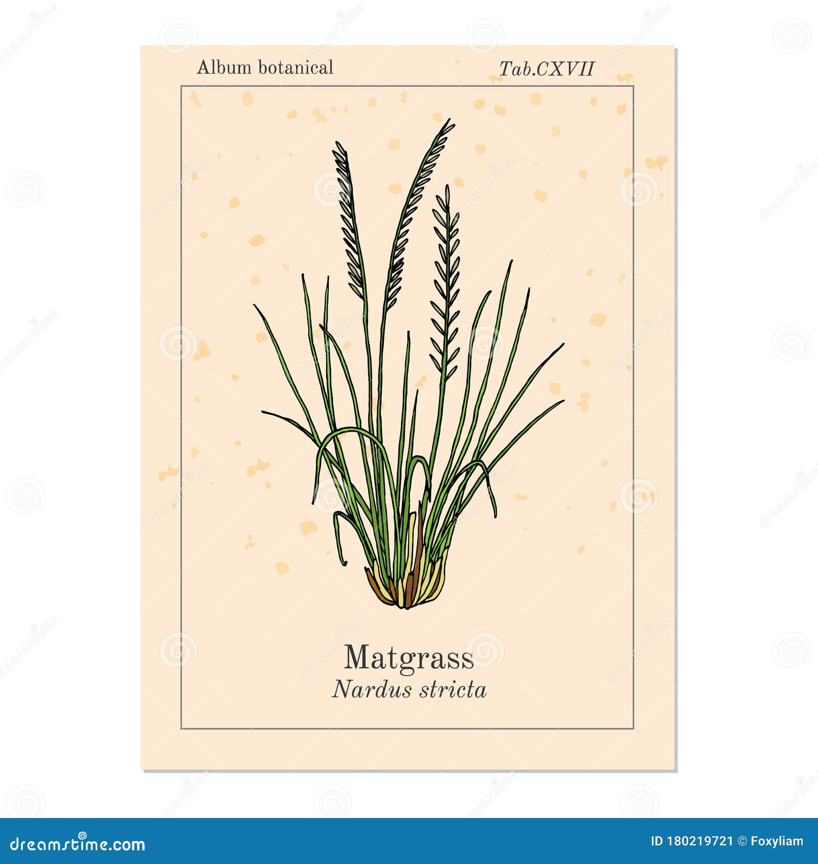 Matgrass Nardus Stricta , Medicinal Plant Stock Vector - Illustration ...