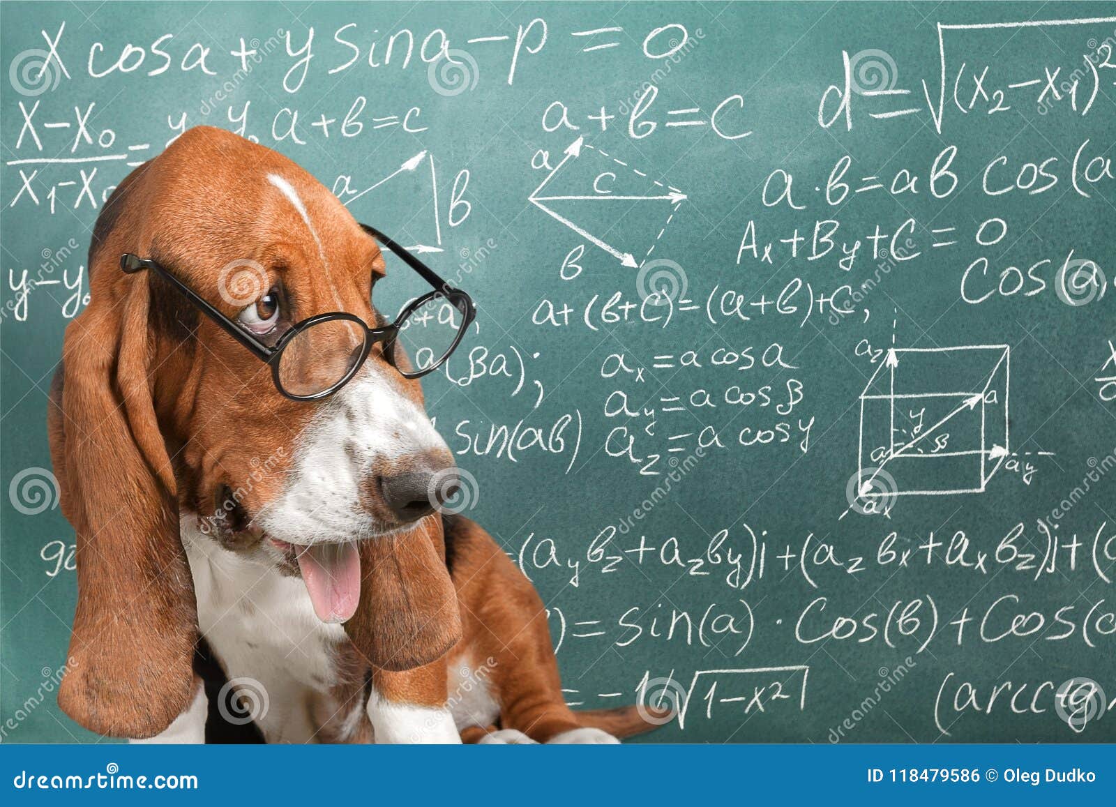 190 Math Dog Stock Photos - Free & Royalty-Free Stock Photos from ...