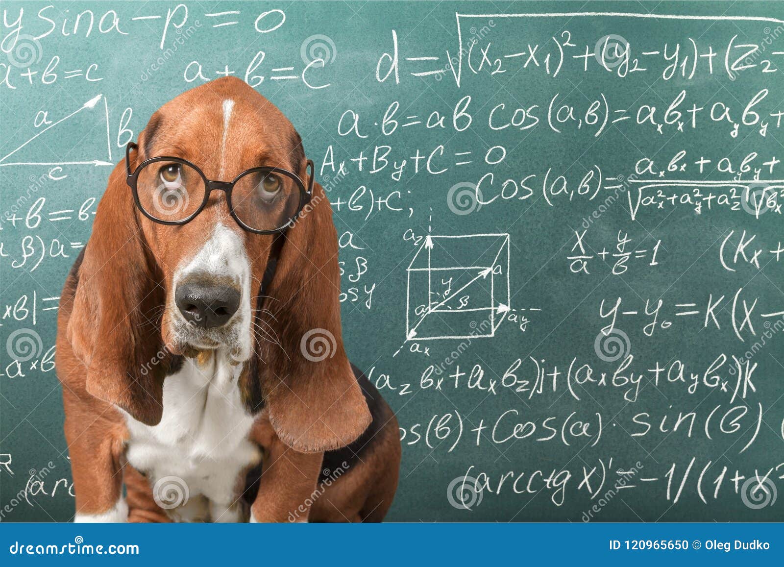 Math stock photo. Image of spaniel, clever, ingenious - 120965650