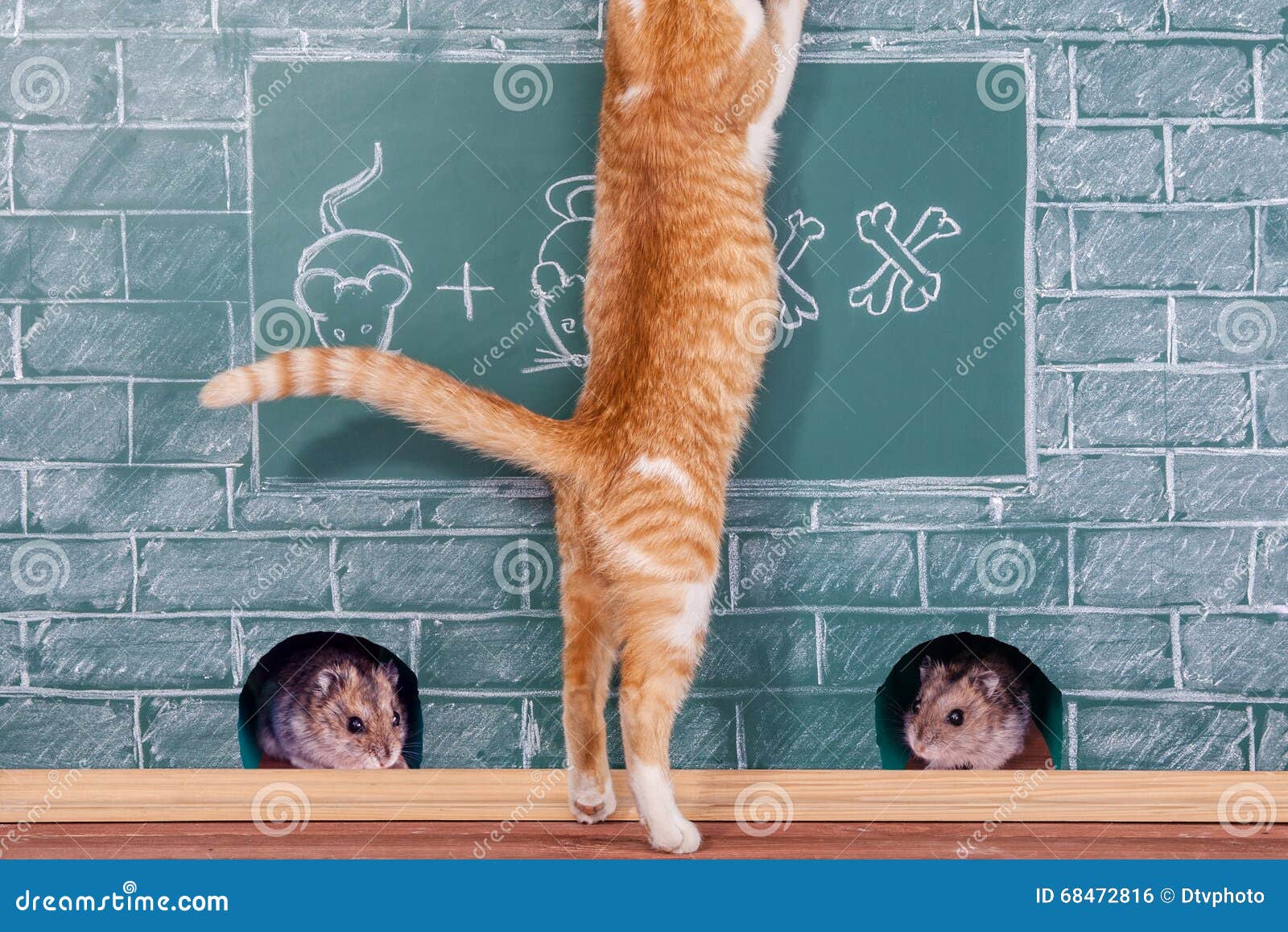 Cat Studied Mathematics Stock Image | CartoonDealer.com #90229921