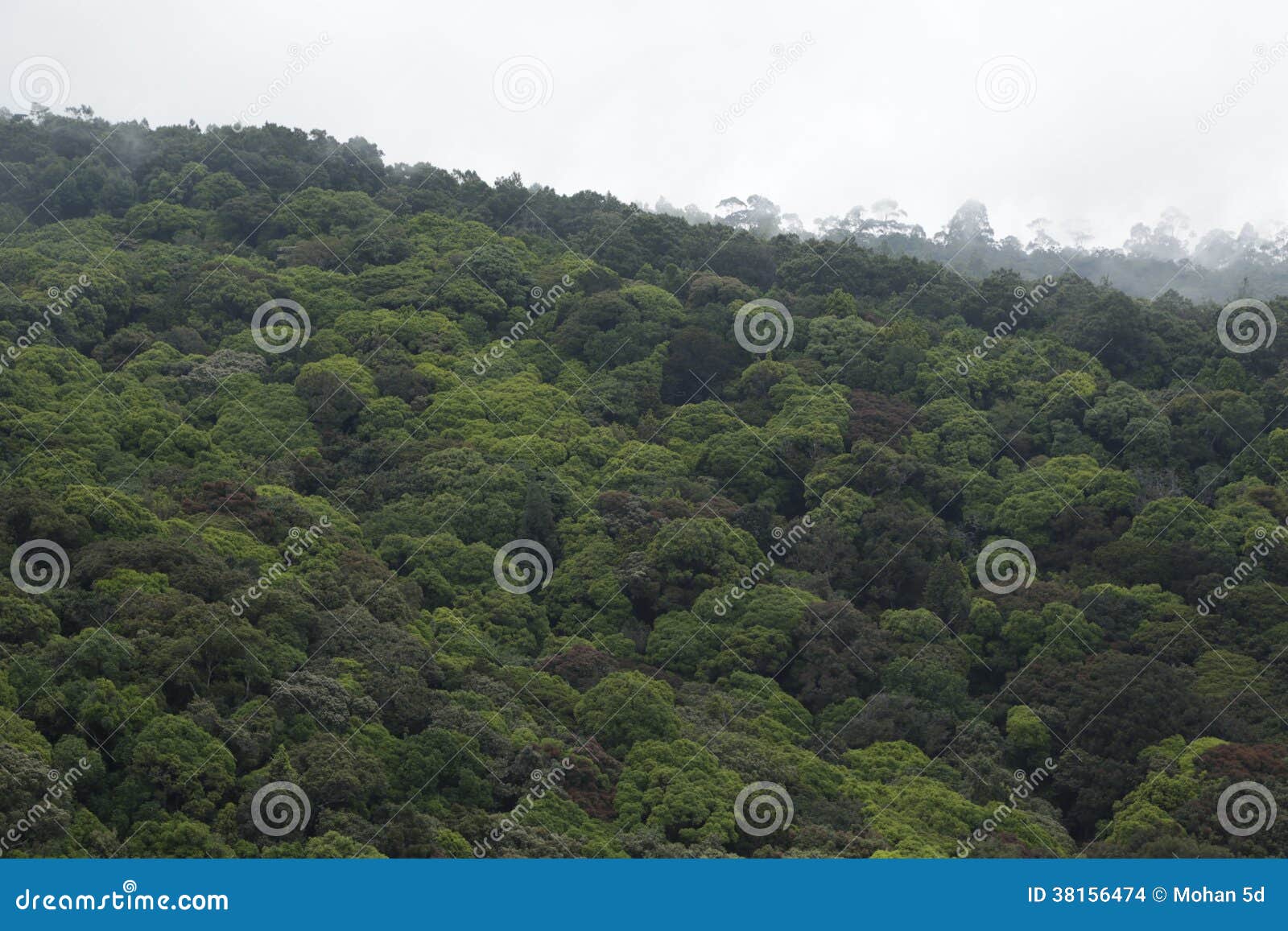 MATHIKETTAN CHOLAI stock photo. Image of view, mist, tamilnadu - 38156474