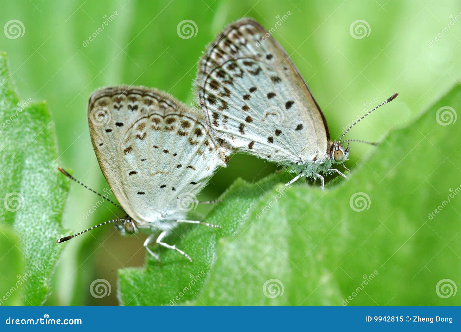 Mating stock image. Image of copulation, mate, copulate - 9942815