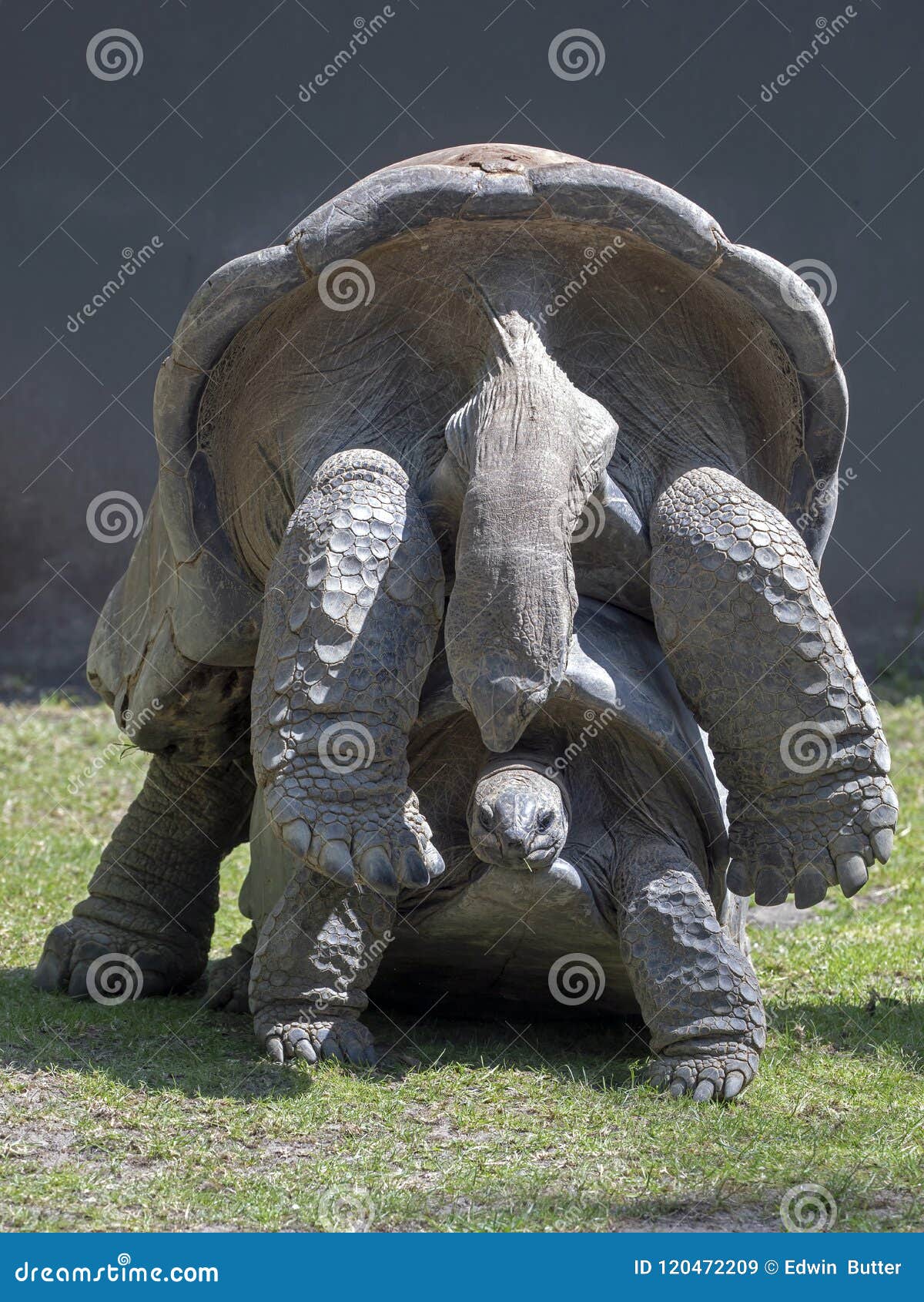 Mating Aldabra turtles stock image. Image of grass, female - 120472209
