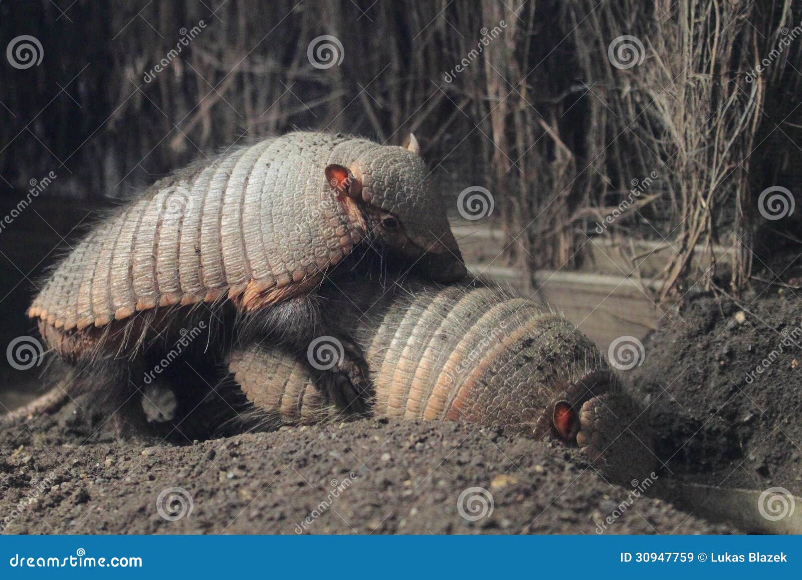 Mating Armadillos Royalty-Free Stock Photography | CartoonDealer.com ...