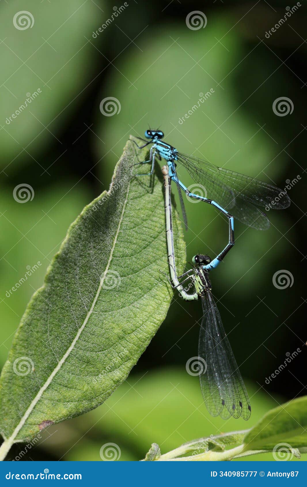 Mating Attack Male Female Develops Stock Image - Image of attack ...