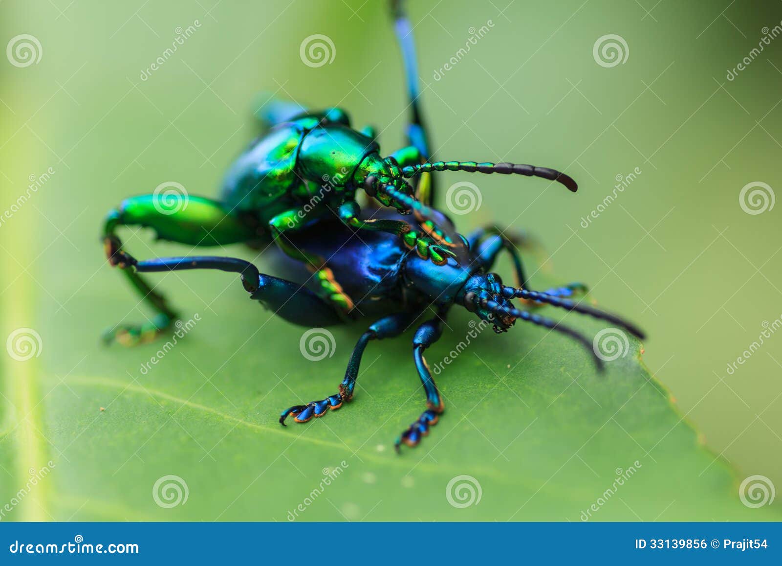 Mating of beetle stock photo. Image of bright, fauna - 33139856