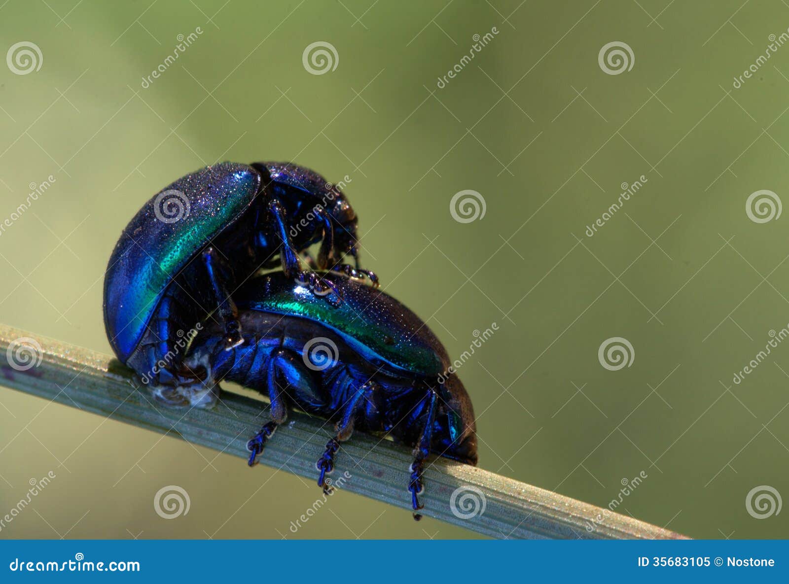 Mating beetles stock image. Image of life, insect, wild - 35683105
