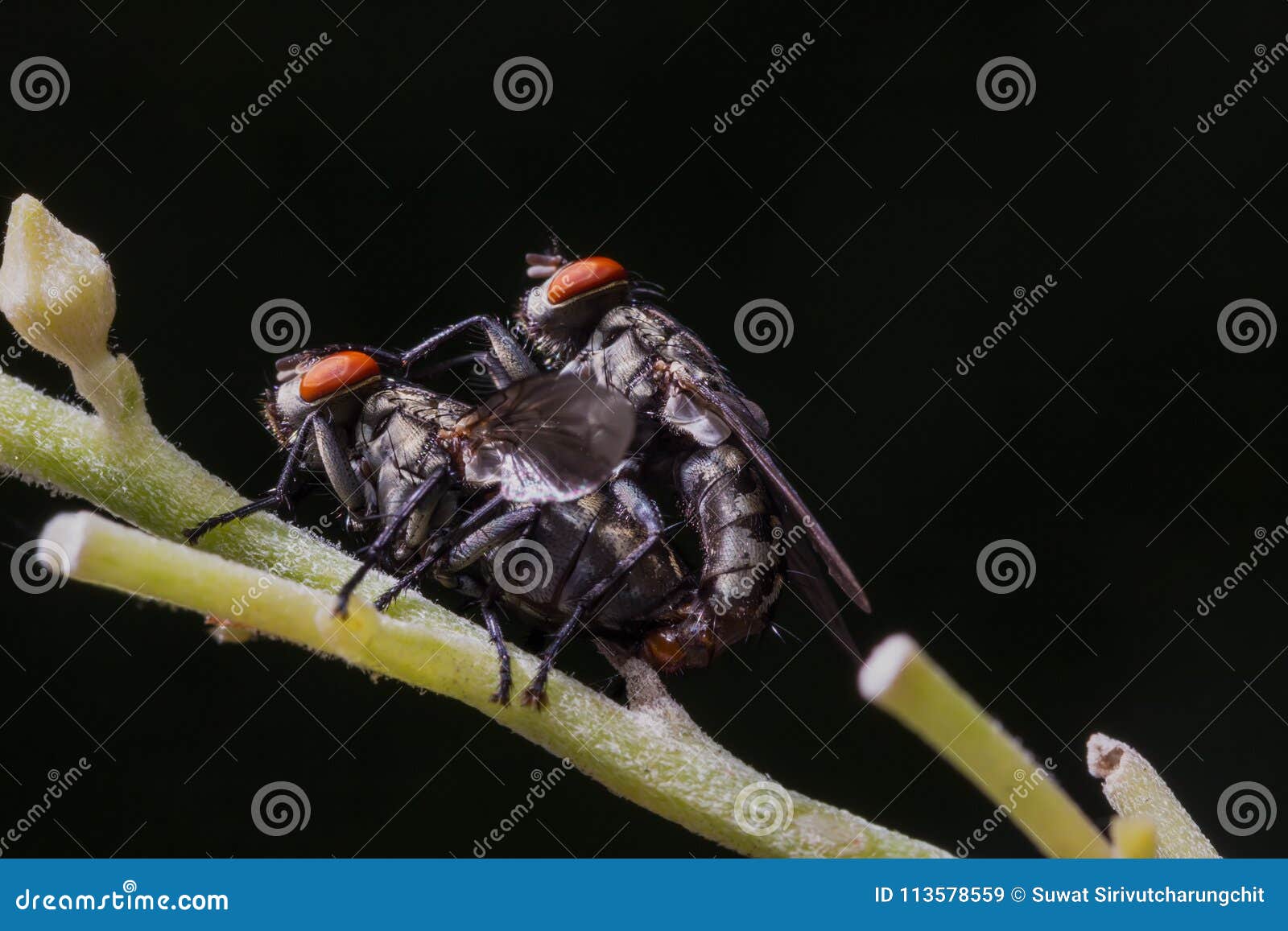 Mating Behaviour Of Flies Royalty-Free Stock Photography ...