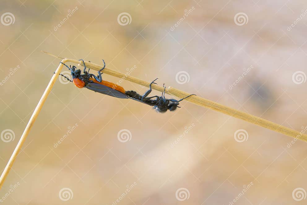 Mating Buffalo Gnat Stock Image Image Of Coupling Wildlife 246972929