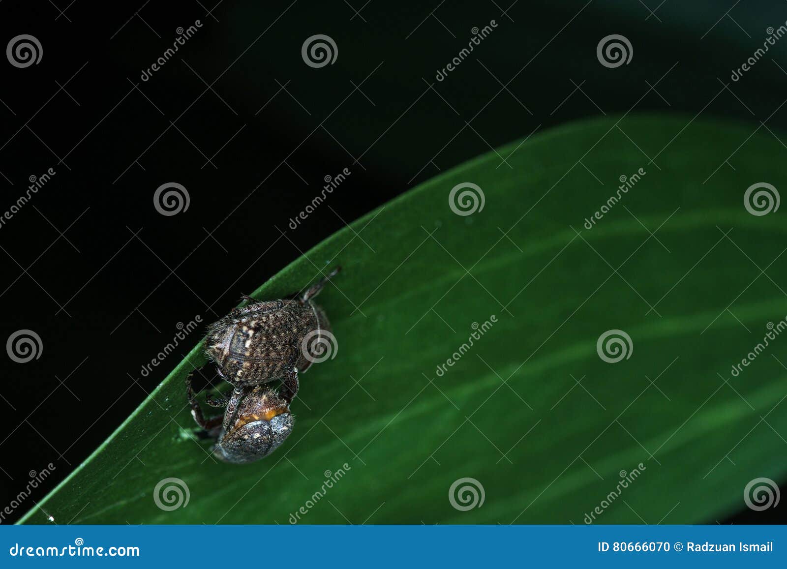 Mating bug at night stock photo. Image of nature, animal - 80666070