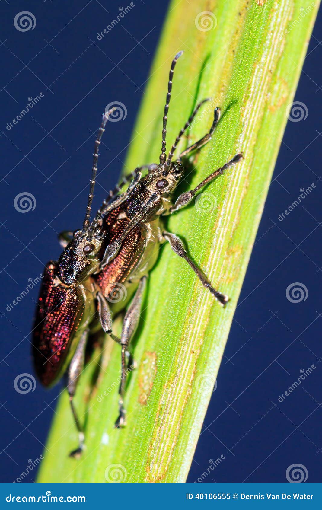 Mating bugs stock image. Image of outdoor, fauna, beautiful - 40106555