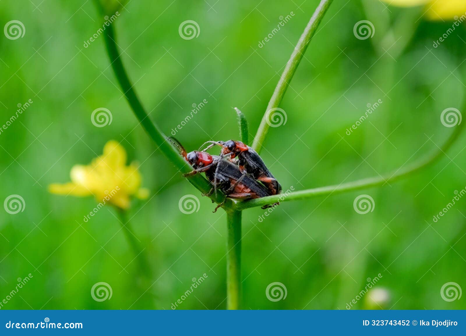 Mating bugs stock photo. Image of plant, wasp, white - 323743452 Mating bugs stock photo. Image of plant, wasp, white - 323743452