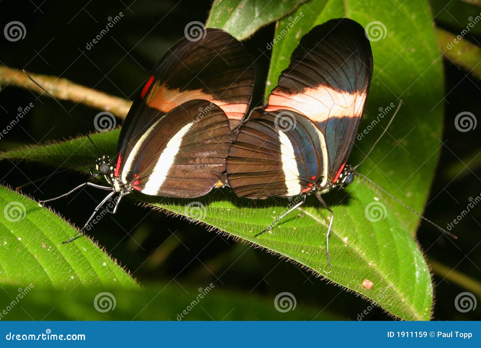 Mating Butterflies stock image. Image of natural, flies - 1911159