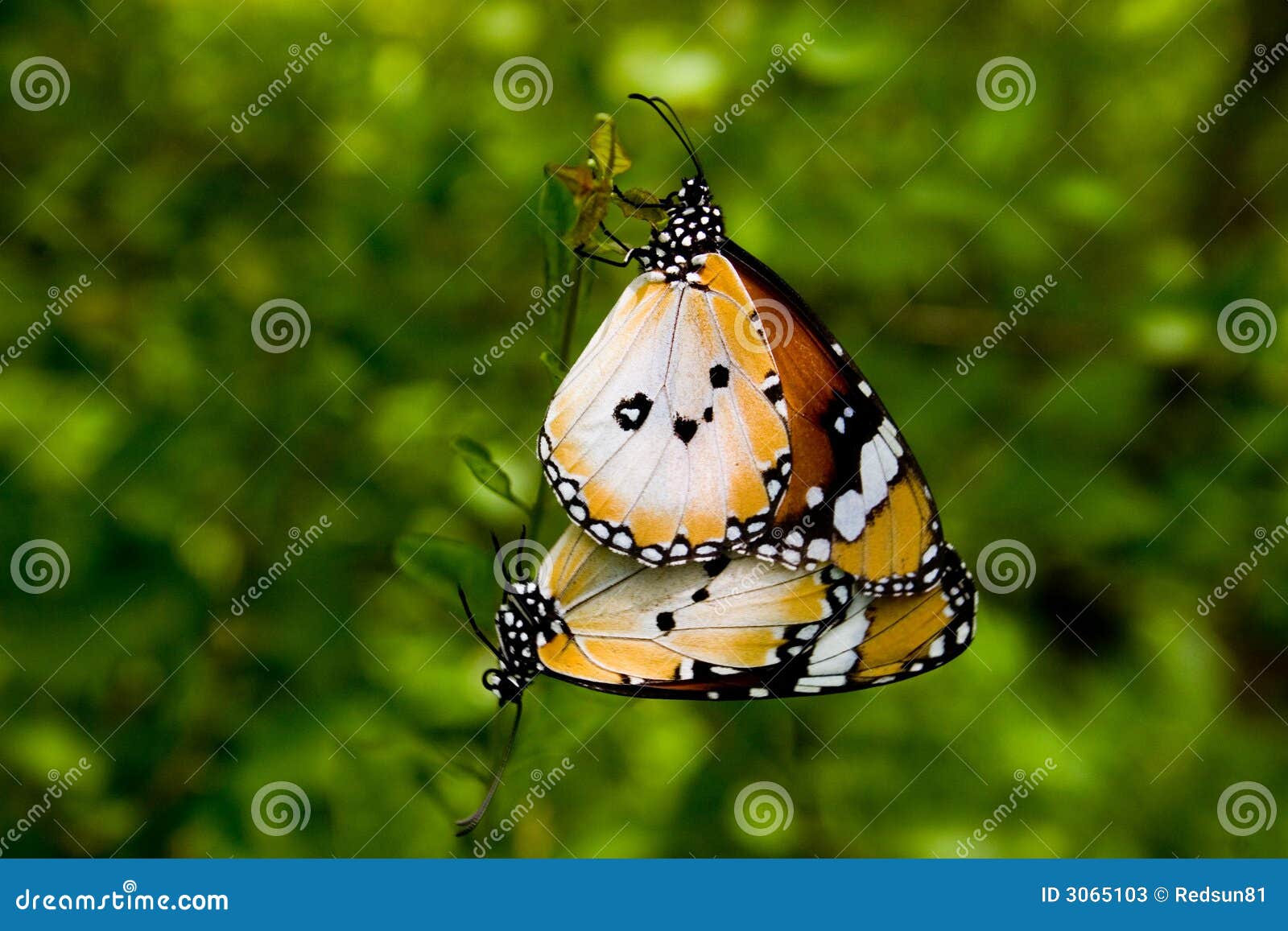 Mating Butterflies stock image. Image of butterflies, wildlife - 3065103