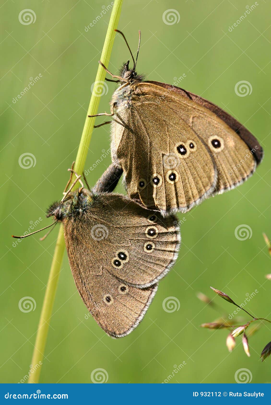 Mating butterflies stock photo. Image of antennae, couple - 932112