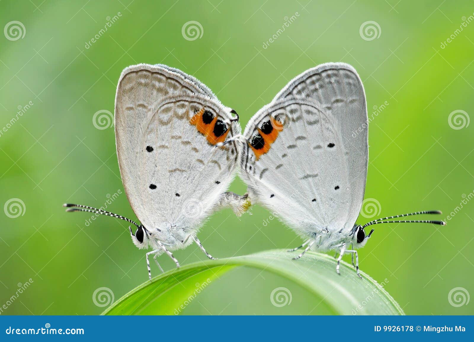 Mating butterflies stock photo. Image of light, life, mate - 9926178