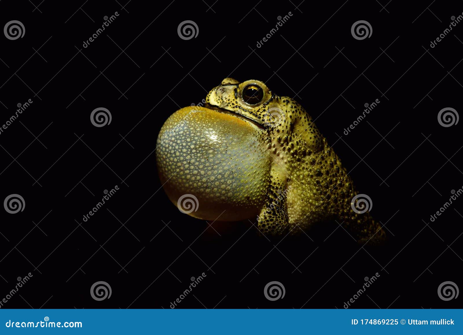 Mating Call of Indian Common Toad Stock Image - Image of toad, mating ...