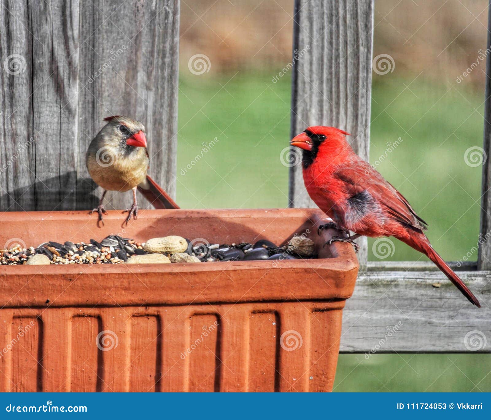 Mating Cardinal Pair at Feeder Stock Image - Image of feeder ...