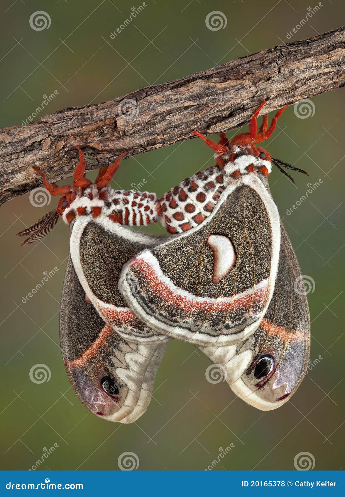 Mating Cecropia moths stock photo. Image of arthropod - 20165378
