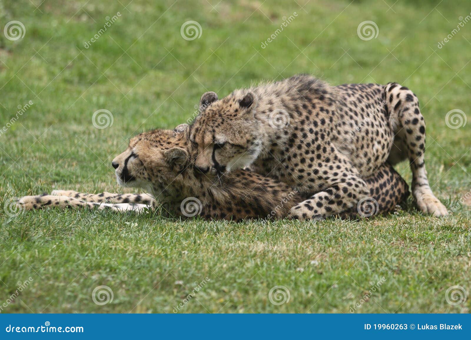 Mating cheetahs stock image. Image of wild, predator - 19960263