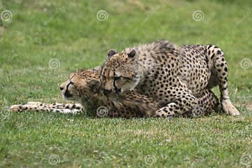 Mating cheetahs stock image. Image of wild, predator - 19960263