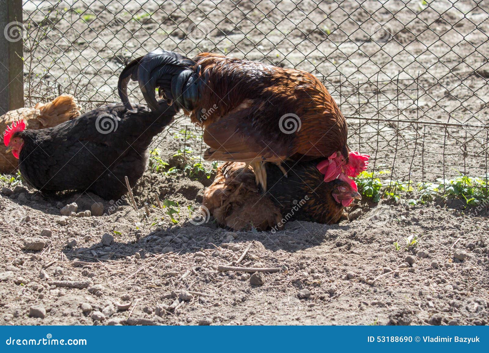 Mating chickens stock photo. Image of activity, animals - 53188690
