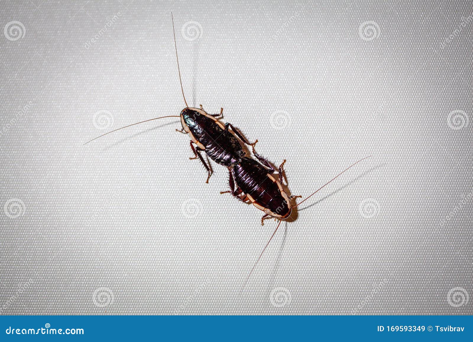 Two Cockroaches Mating On A White Surface. Royalty-Free Stock Image ...