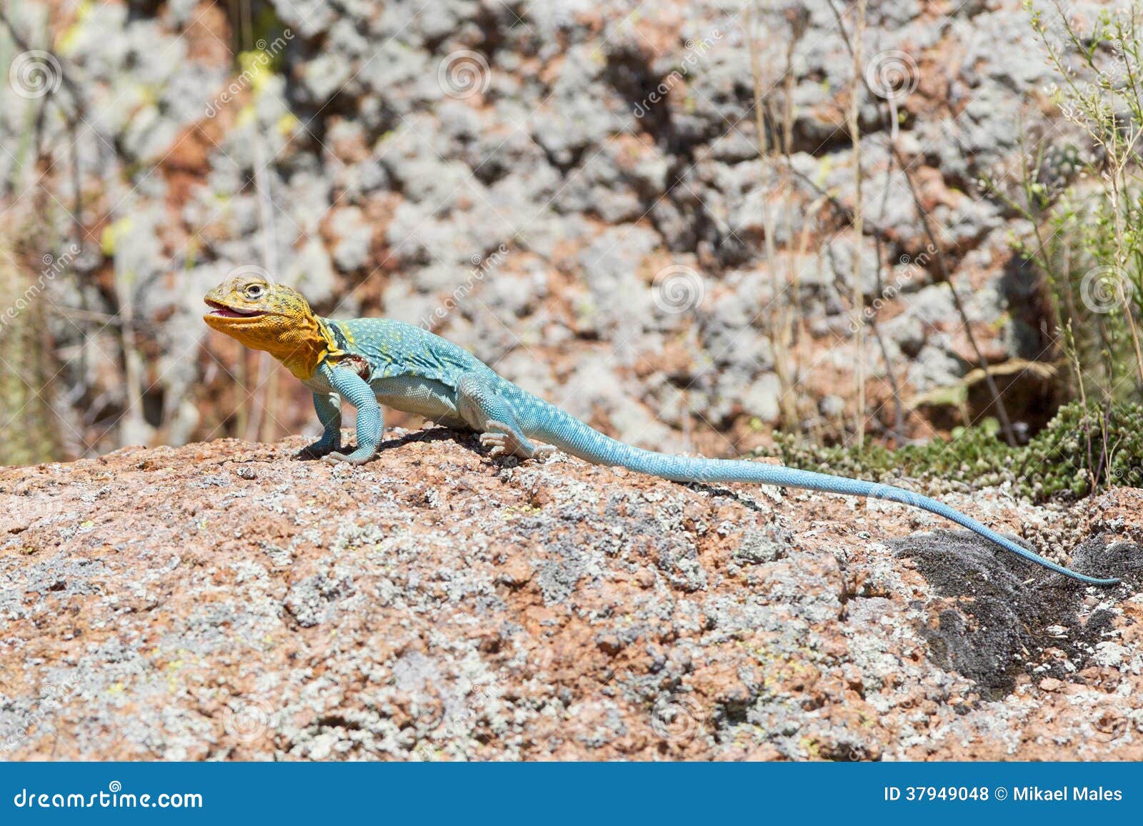 Mating colors stock photo. Image of behaviors, reptile - 37949048