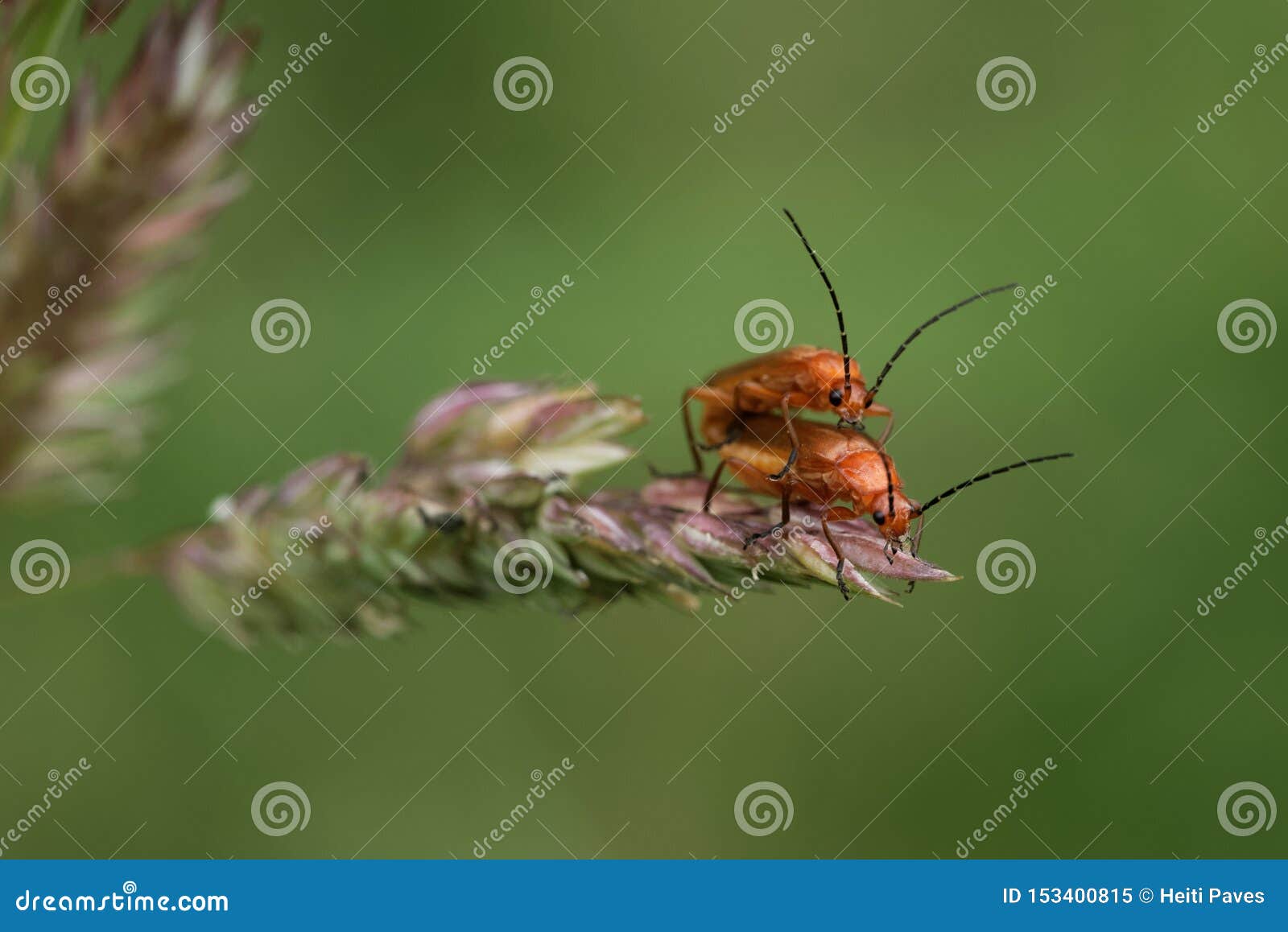 Mating of Common Red Soldier Beetles Stock Image - Image of soldier ...