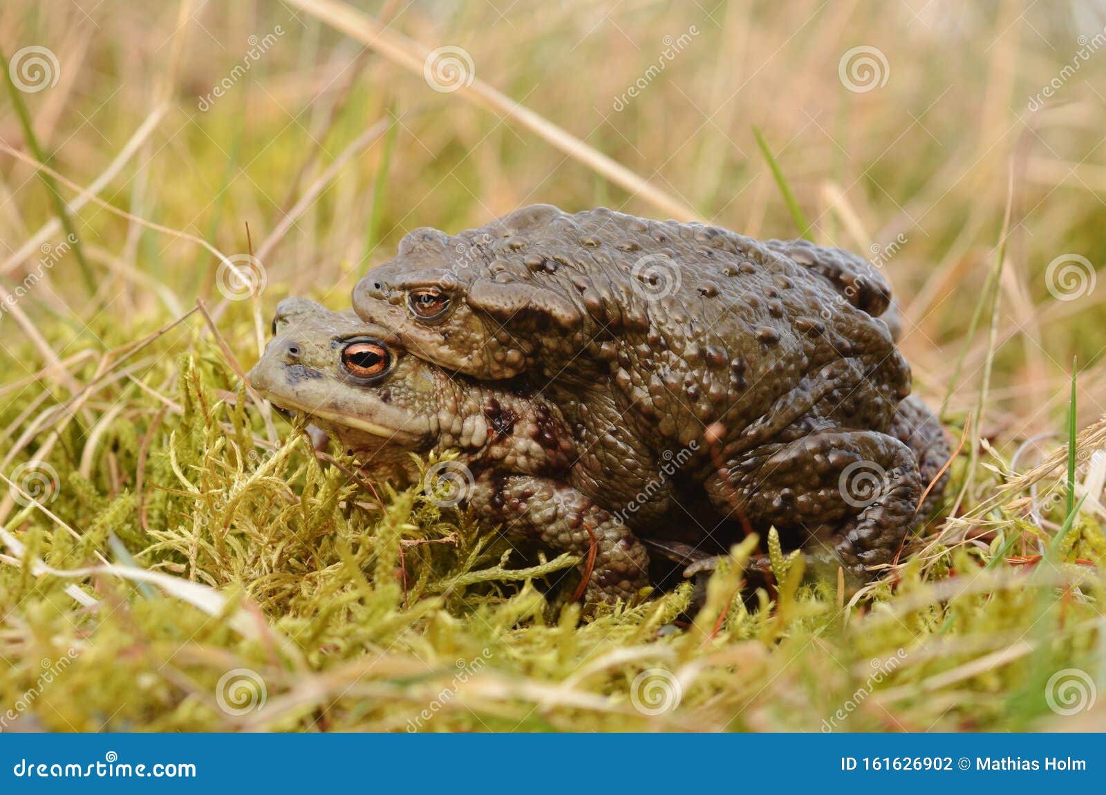 Mating Common Toad Bufo Bufo Stock Photo - Image of nature, detail ...