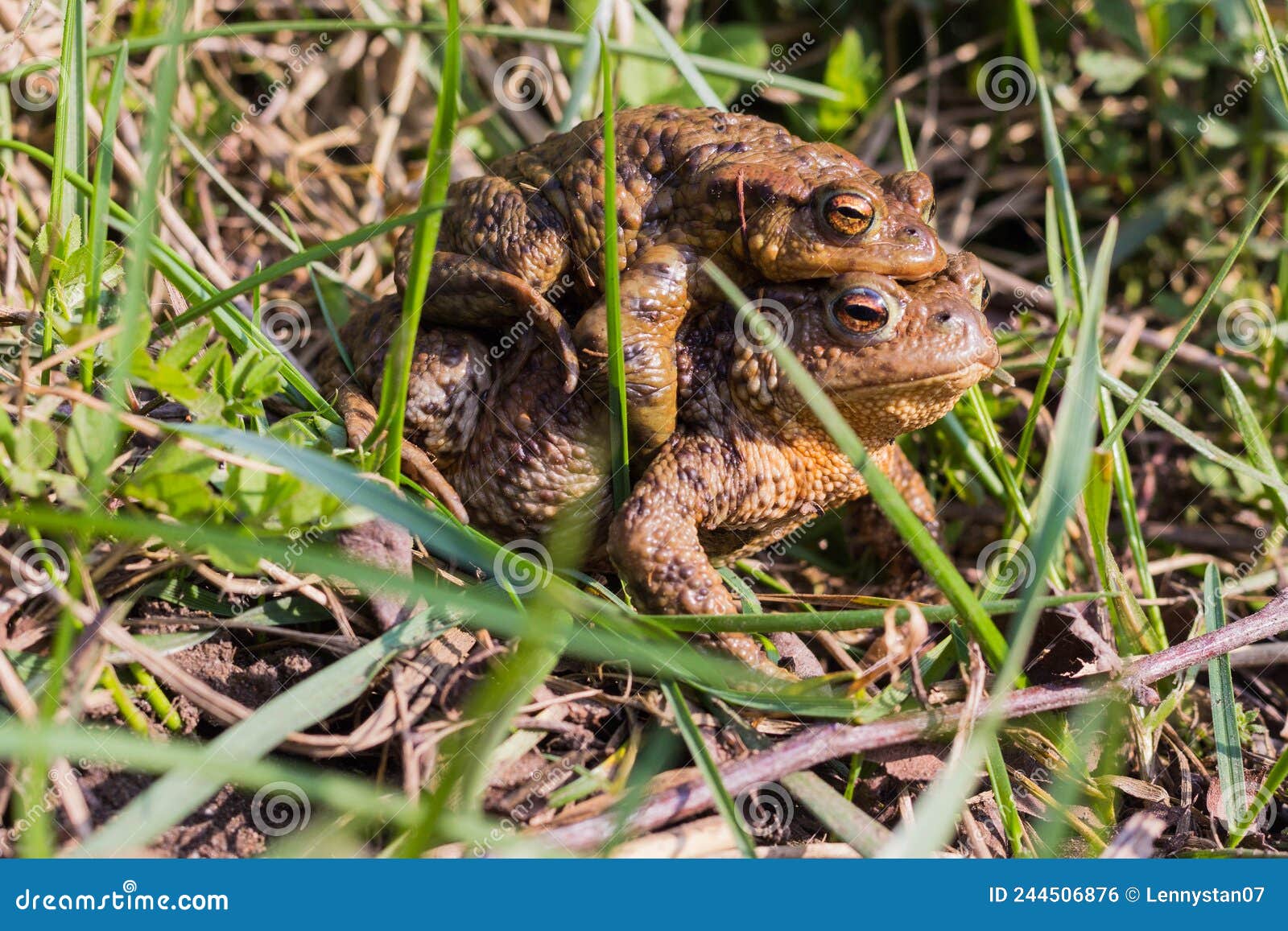 Mating Common Toad stock photo. Image of outdoor, amphibian - 244506876