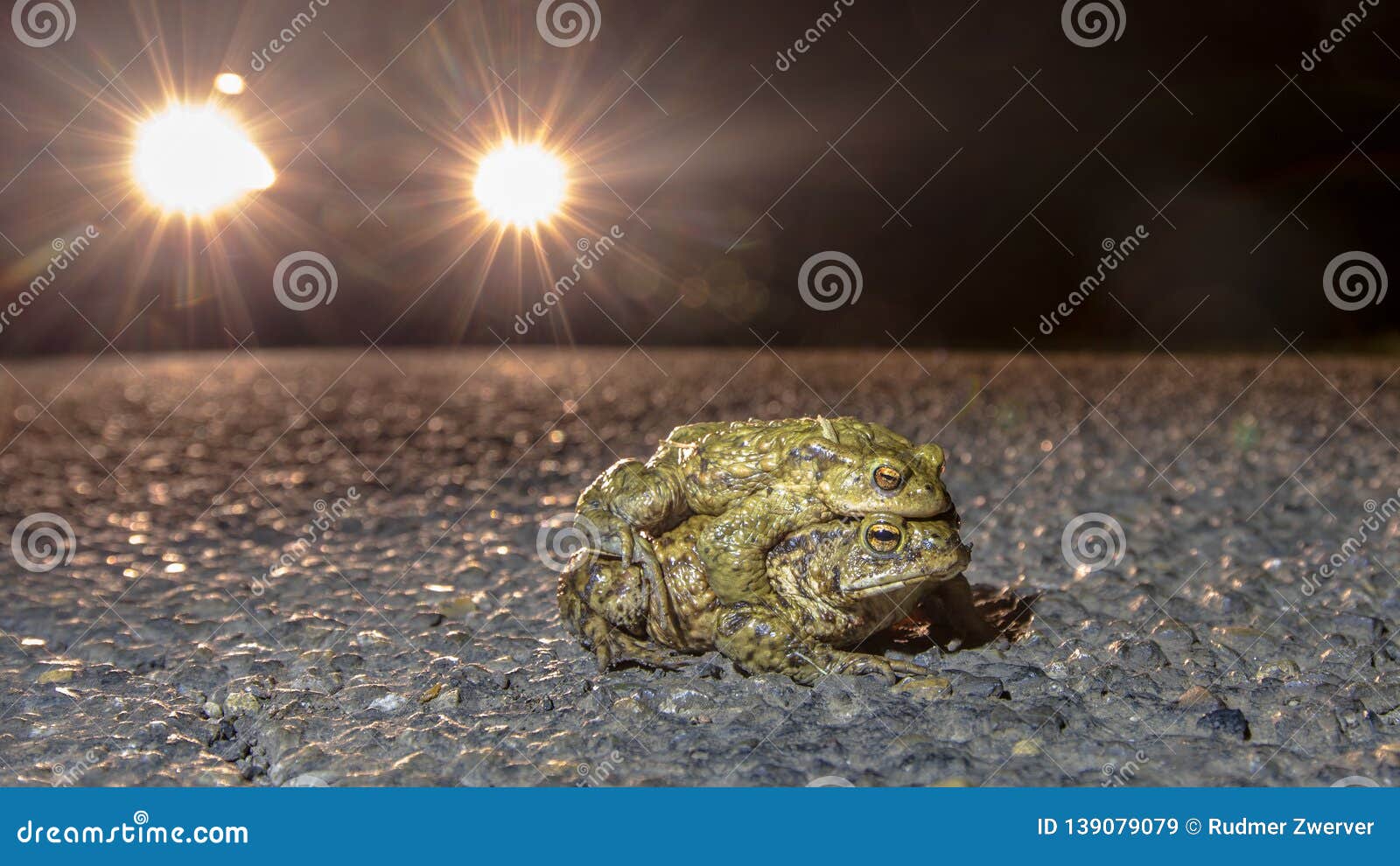 Mating Common Toads Crossing Road at Night Stock Image - Image of bufo ...