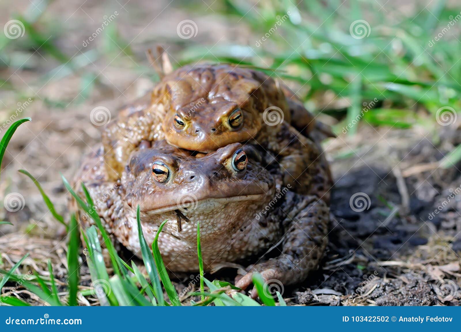 Mating Couple of the Common Toad, Bufo Bufo Stock Photo - Image of ...