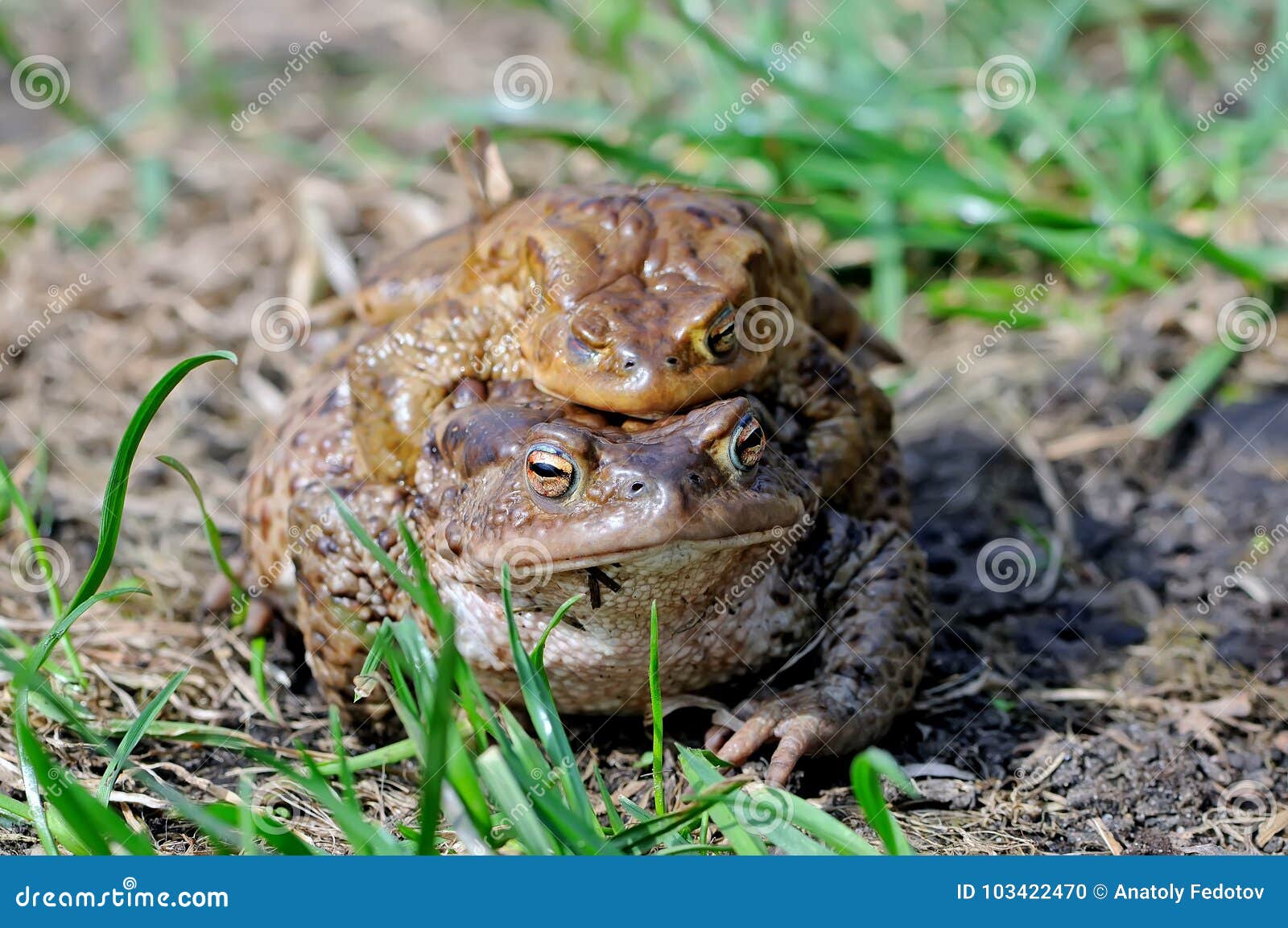 Mating Couple of the Common Toad, Bufo Bufo Stock Photo - Image of ...