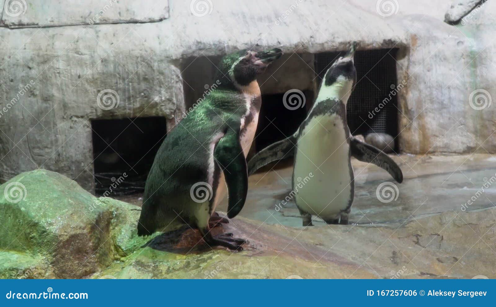 Mating Courtship among Penguins Stock Footage - Video of fauna ...